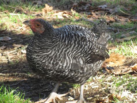 New Faces The Kiwi Country Girl