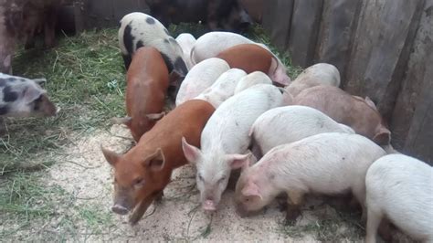 поросята на продажу Youtube