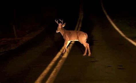 Yearly Antler Alert Reminds Kentuckians To Drive Safely And Watch For