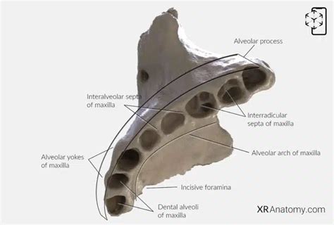 Maxilla Ar Atlas