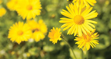 Yellow Flower Wallpapers Natural Yellow Flower 15814