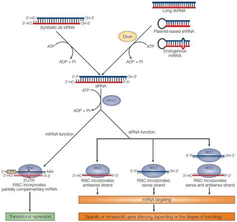 General Scheme Of Rnai Pathways Genecopoeia™