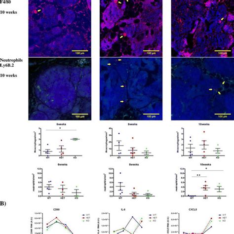 Altered Mmtv Pymt Tumor Vascularity In Mmp8 Null Mice Vascular