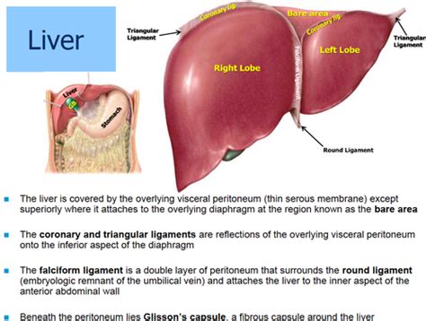 Anatomy Of The Liver Test Flashcards Quizlet