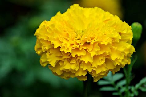 Marigold Flower Meaning Spiritual Symbolism Color Meaning And More