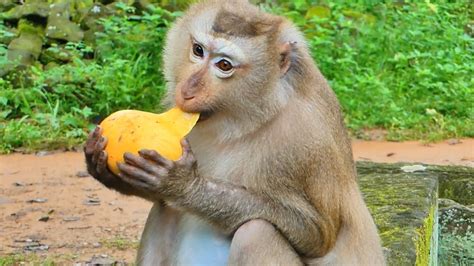 We Feed Mango Monkey Ashley Eat Yummy Youtube