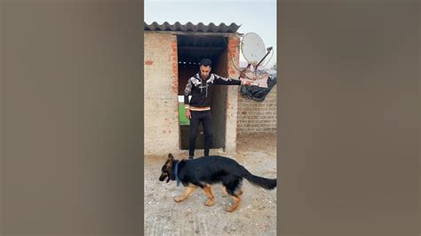 لما تهجم الكلب علي ابوك وميرضاش يهجم 😂 Youtube