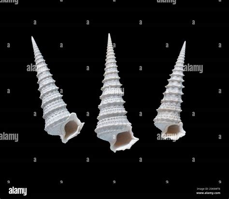 Sea Snail Fossils Fossilised Shells Of Potamides Tricarinatus