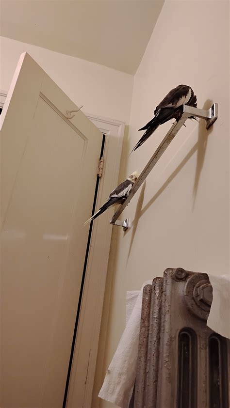 Birds Bath And Beyond Album On Imgur