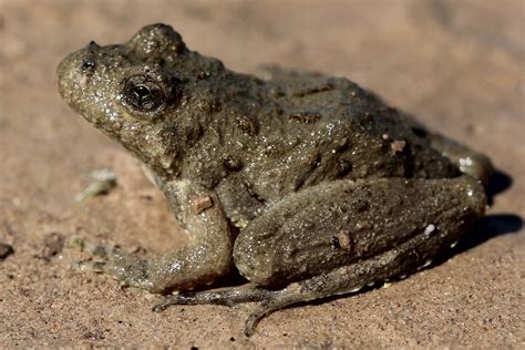 Blanchards Cricket Frog Acris Blanchardi Amphibians And Reptiles