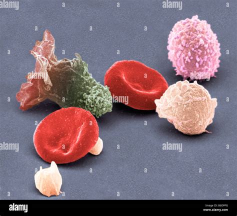 Human Blood Cells Coloured Scanning Electron Micrograph Sem Stock