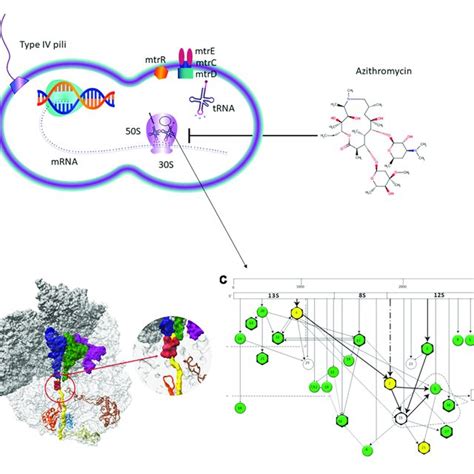 Azithromycin Action Pathway A Azithromycin Targets The Protein Download Scientific Diagram