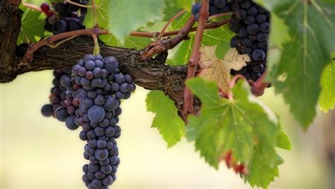 Colheita De Uva Do RS Deve Ser Quase Maior Em Revista Globo Rural Hortifruti