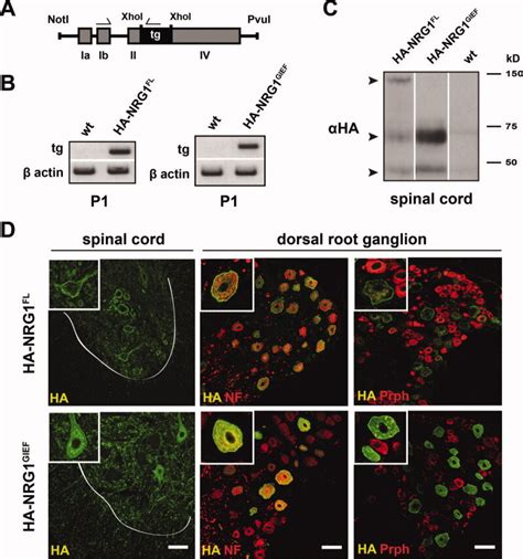 Neuronal Overexpression Of Epitope Tagged Nrg1 Type Iii Variants In