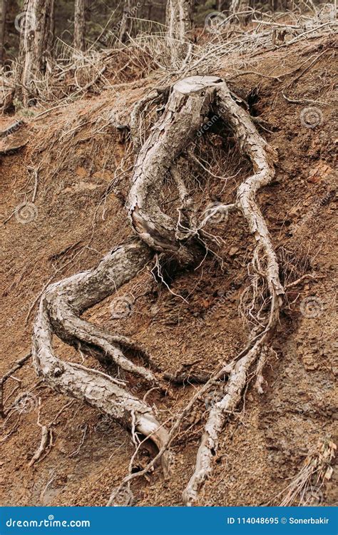Tree Roots Exposed Due To Soil Erosion Stock Image Image Of