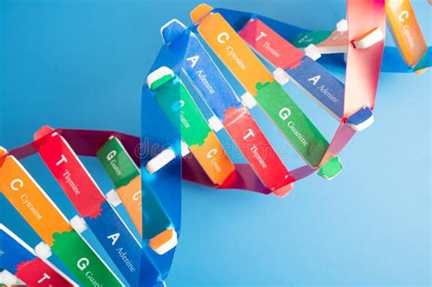 Dna Or Deoxyribonucleic Acid Is A Double Helix Chains Structure Formed By Base Pairs Attached To