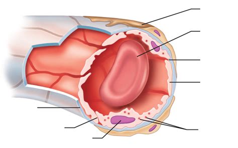 Continuous Capillary Diagram Quizlet