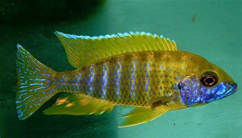 Aulonocara Sp Stuartgranti Maleri Maleri Island
