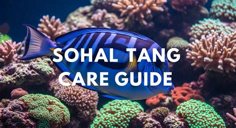 Sohal Tang Care Guide Complete Red Sea Beauty Care 2026