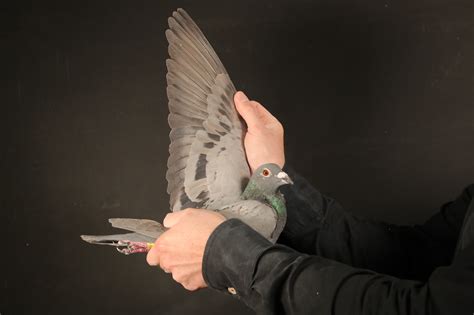 Lot 13 Afrikapro Auction 5 Martin Hetzel Dv 24 07387 208 Sire0410