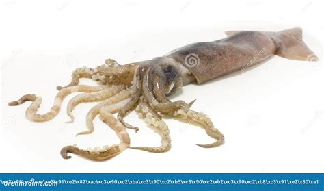 Squid Royalty Free Stock Photos Image
