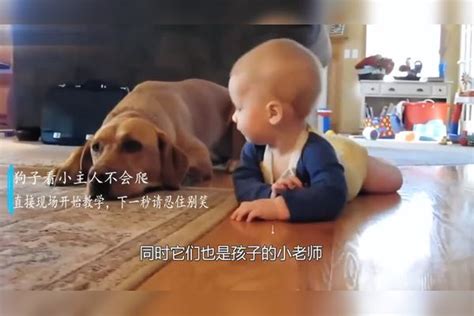 狗子看小主人不会爬，直接现场开始教学，下一秒请忍住别笑