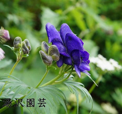 Yahoo オークション 高山植物 山野草 ダイセツトリカブト 珍品