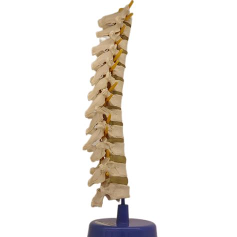 High Reproduction And Accuracy Medical Teaching Models Lumbar Vertebra
