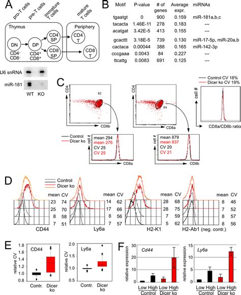Microrna Dependent Regulation Of Gene Expression In Developing Download Scientific Diagram