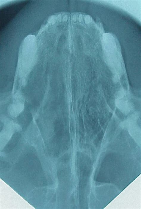 Exclusively Cats Veterinary Hospital Blog Chronic Nasal Discharge In Cats