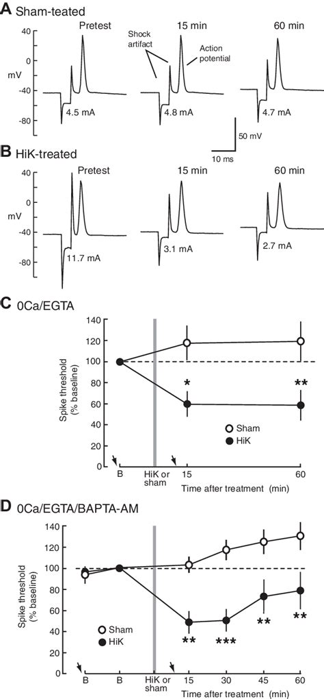 Hyperexcitability Of Sensory Neuron Processes Near Central Synaptic