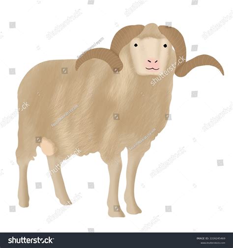 Sheep Illustration Hand Drawn Stock Vector Royalty Free 2226245469