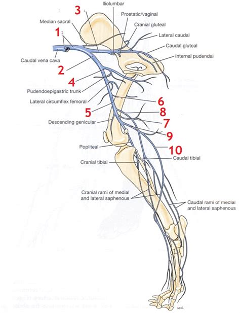 14 best anatomy images on Pinterest | Veterinary medicine, Anatomy and ...