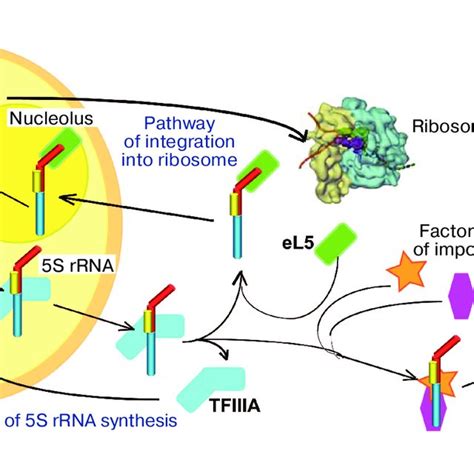 Interaction Of 5s Rrna With 23s Rrna And Its Functions A Secondary