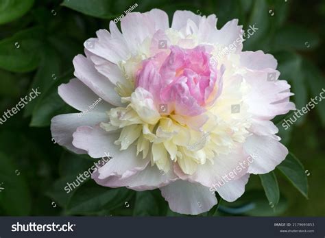 Peony Raspberry Sundae Photos Images And Pictures Shutterstock