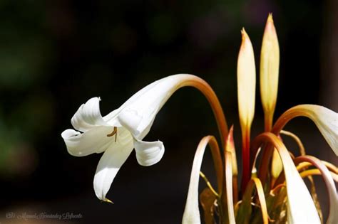 Crinum طبيعة السعودية
