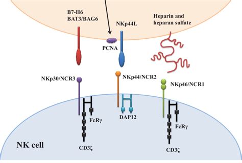 Tumor Associated Ligands For Ncrs Schematic Representation Of Tumor