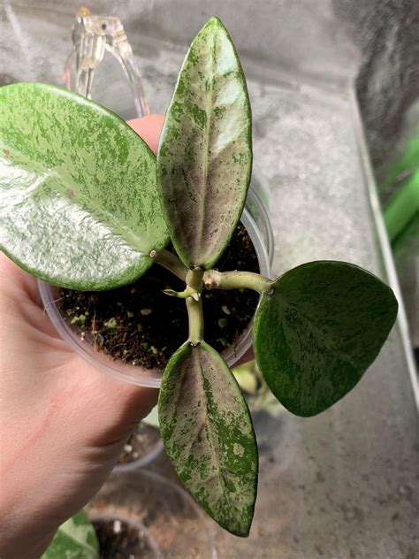 I Am So Happy With How Silver The New Leaves Are Coming In On My Hoya