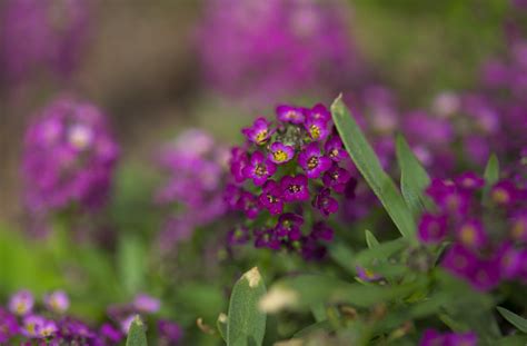 로불리아 마리티마의 꽃 정원 다양한 달콤한 Alyssum 천연 매크로 꽃 배경 0명에 대한 스톡 사진 및 기타 이미지 0명