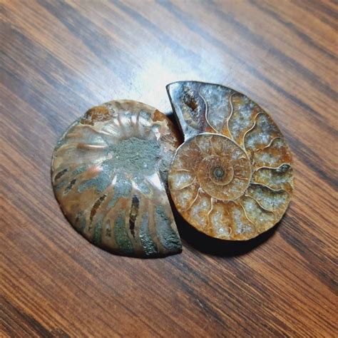 Beautiful Ammonite Fossil Pair Choose Size And How Many Natural