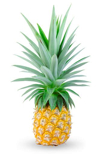 클리핑 경로가있는 흰색 배경에 고립 된 신선한 익은 파인애플 0명에 대한 스톡 사진 및 기타 이미지 0명 감귤류 과일 개체 그룹 Istock