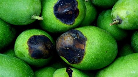 Black Tip What Is Black Tip In Mango And How It Can Be Controlled
