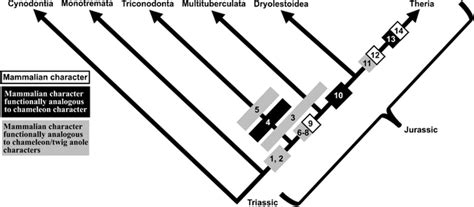 Cladogram Comparing Reported Origins Of Derived Mammalian Forelimb
