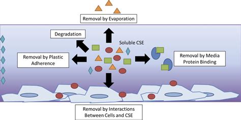 Modeling CSE Bioavailability During Cellular In Vitro Exposure As