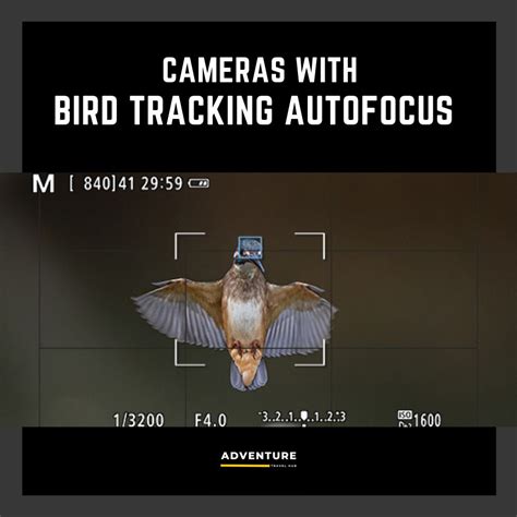 Cameras With Advanced Bird Tracking Autofocus Ath
