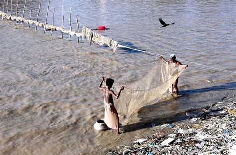 Fisherman Catching Fish In A Traditional Way From Rice Canal