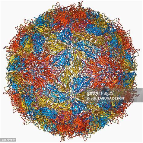 Picornavirus Fotografías E Imágenes De Stock Getty Images