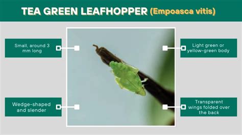 20 Common Types Of Leafhoppers Identification With Pictures