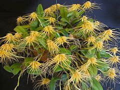 Bulbophyllum Vaginatum Wikimedia Commons