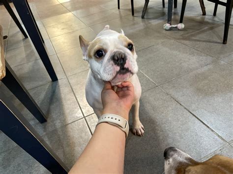 프렌치불독 이국주 강아지 책임분양 ♥ 아이조아 유기방지입양 파양 강아지보호소 고양이보호소 무료분양센터